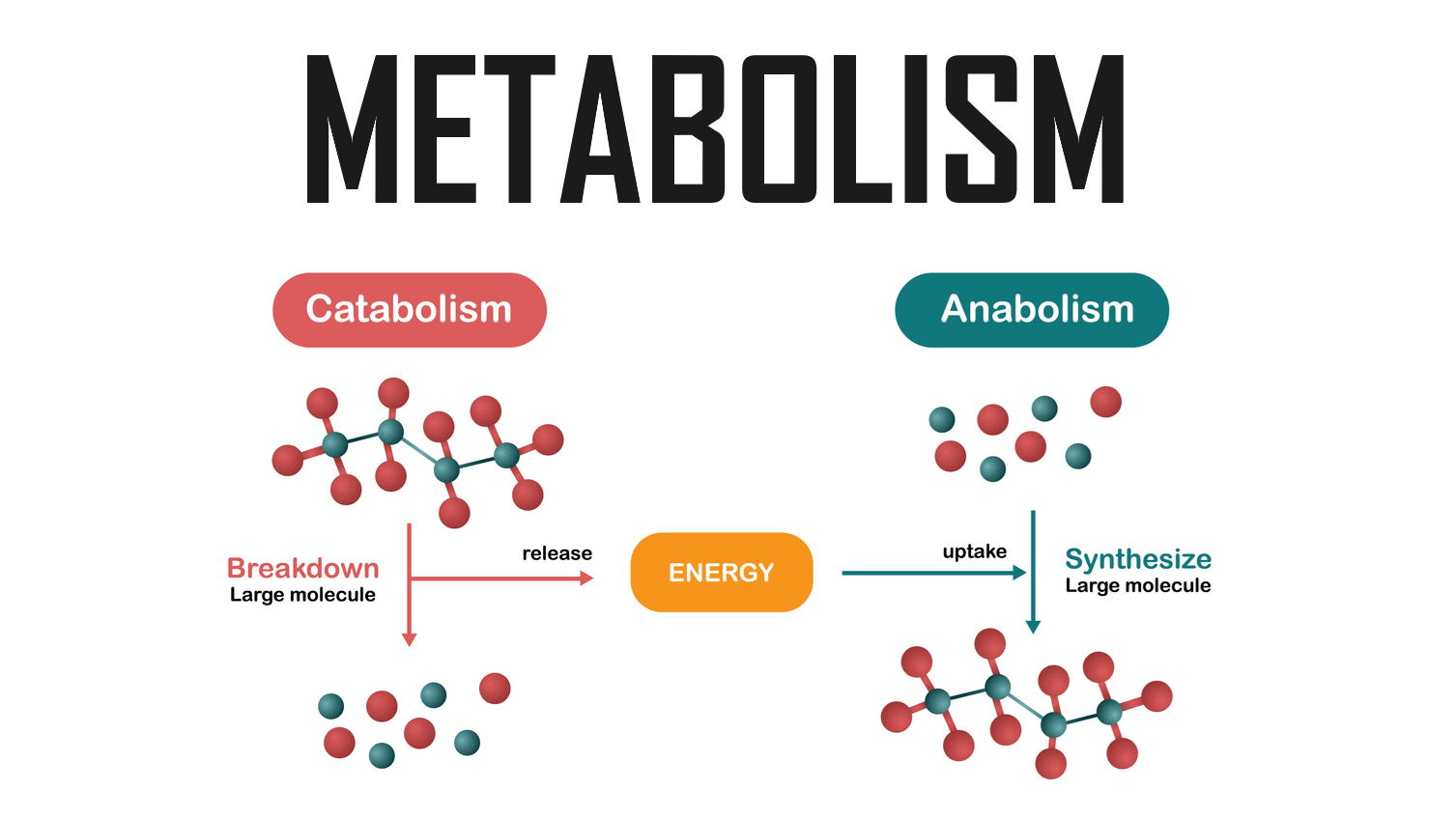 Understanding Metabolism and Anabolism: Keys to Fitness
